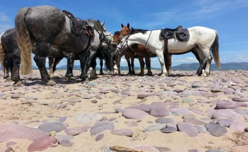 Killarney Riding Stables – Things to do in Killarney